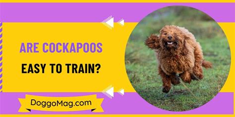 Are Cockapoos Easy To Train 5 Undeniable Traits That Make Them So