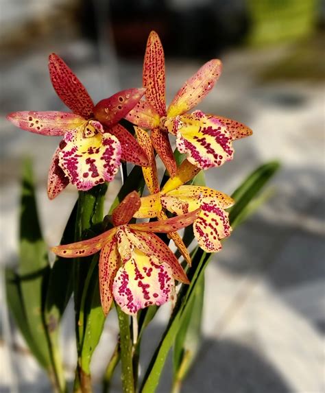 Brassocattleya Rustic Spots Handr Orchidable