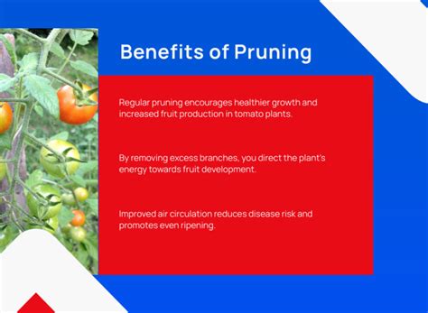 Tomato Pruning Diagram