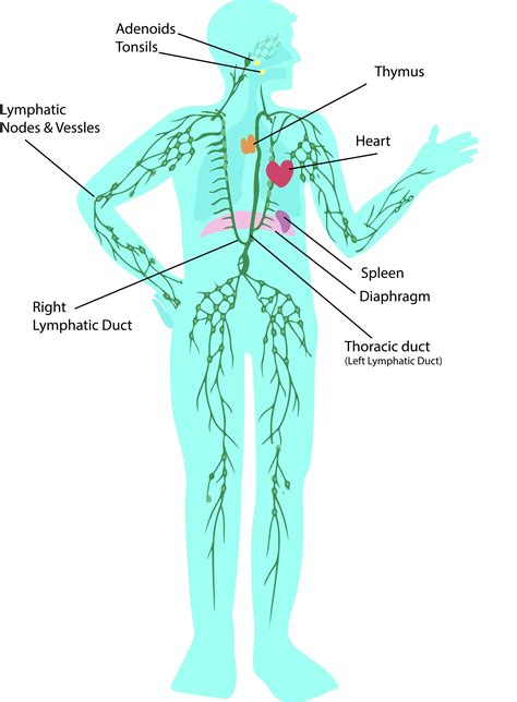 Right Lymphatic Duct Lymphatic Thoracic Duct Duct