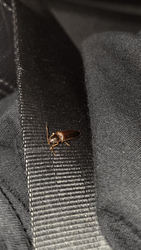 Possible Cockroach R Bugidentification