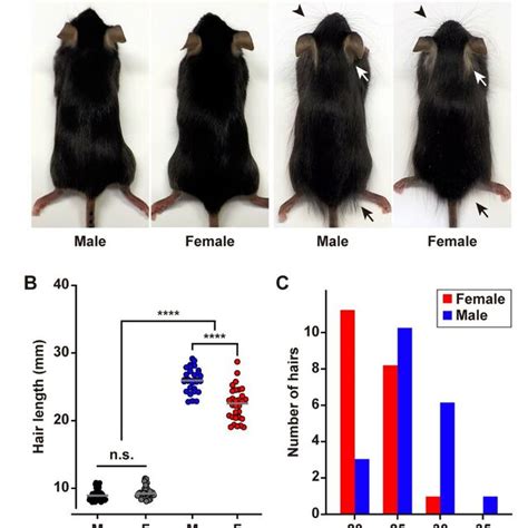 Long Haired Phenotype In Fgf5 Go Malc1 Mice A Gross Appearance Of Download Scientific