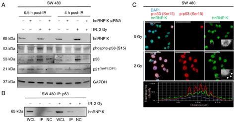 Protein Expression Levels And Hnrnp Kp53 Interaction Upon Ir A