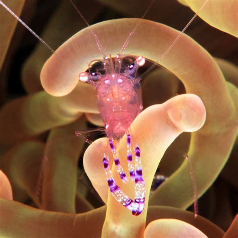 Ancylomenes Holthuisi