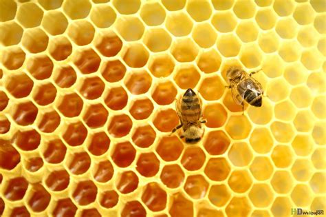Honey Desktop Wallpapers Top Free Honey Desktop Backgrounds Wallpaperaccess