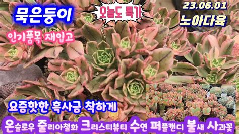 노아다육2묵둥이소인제금흑사금미인흑장미불새퓨어러브사과꽃고스티 Youtube