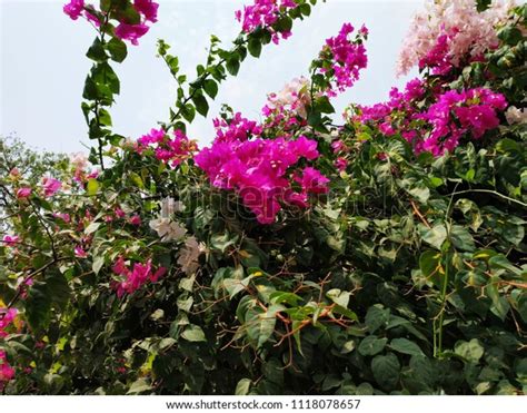 Pic Headset Nice Photos Images And Pictures Shutterstock