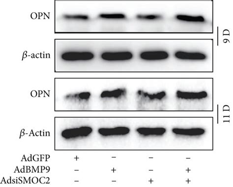 exogenous smoc2 expression enhances bmp 9 induced late osteogenic