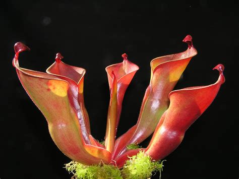 Heliamphora heterodoxa x ionasii - informace - Miroslav Srba
