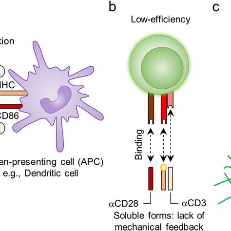Essential Conditions Of T Cell Activation A Three Primary Signals