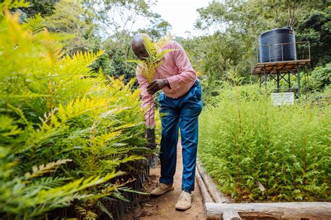 Terrafund For Afr100 Terramatch