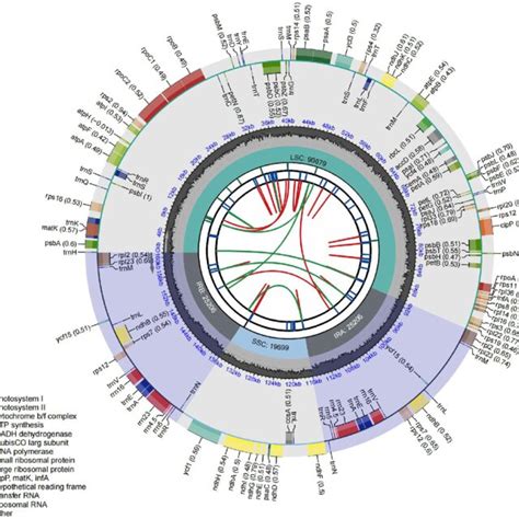 The Chloroplast Gene Map Of Nymphaea Atrans By Cpgview The Map