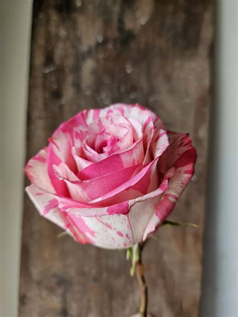 Brooklyn Flower Shop