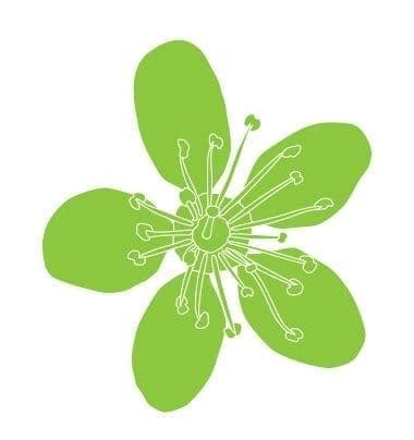 White Flowers Tree Guide UK