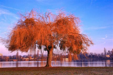 冬天在湖边用红色叶子孤立的柳树weepingwillow在湖边高清图片下载 正版图片504316394 摄图网