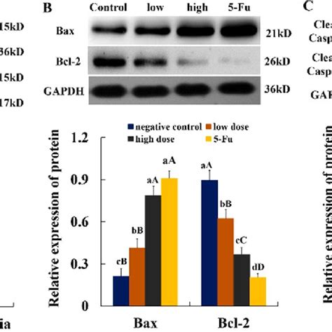 Western Blot Analysis Of Ct Cyt C And Mt Cyt C A Bax And Bcl 2 B