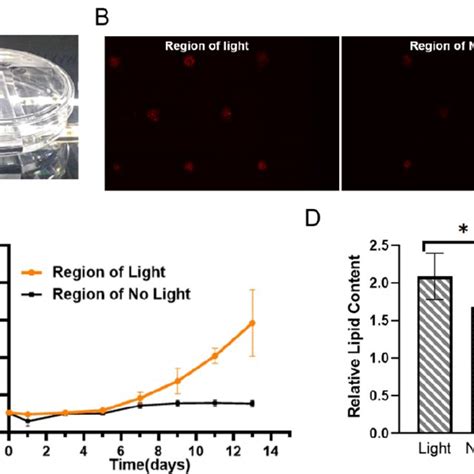 Formation Of Cell Aggregate In The Chip With Regions Of Light And No Download Scientific