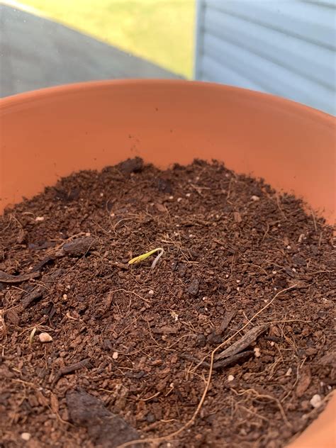 First Sprout R Gardening
