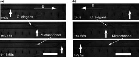 The Movement Of Worms In An Electric Field A The Application Of 8 V Download Scientific