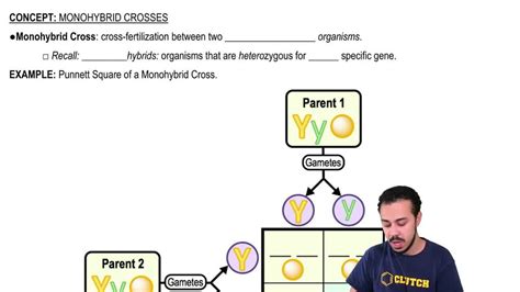 Monohybrid Cross Punnett Square