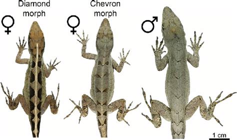 Female Limited Pattern Polymorphism In A Sagrei Females Of The Download Scientific Diagram