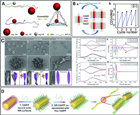 A Nanoparticles Functionalized With Ssdna Strands Are Assembled Into Download Scientific