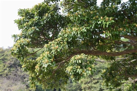 Machilus Thunbergii Tabunoki Tree Flower Buds Stock Image Image Of