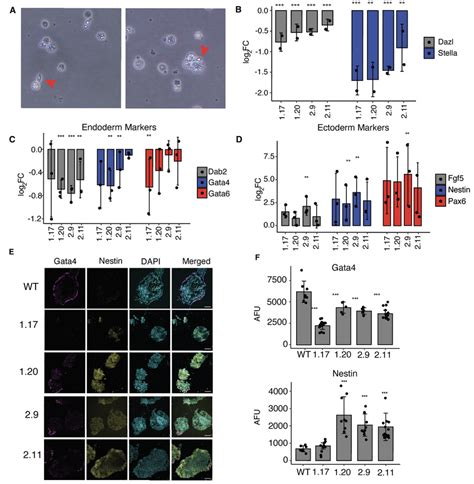 Rpl39l Ko Leads To Differentiation Defects In E14 Mescs A Download Scientific Diagram