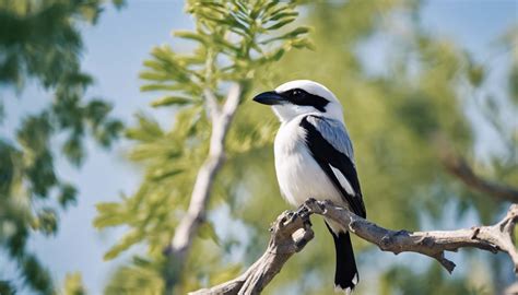 Top 15 Types Of Shrike Birds With Pictures Fly Aviary