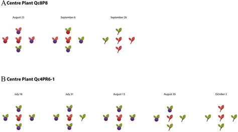 Outcome Of Lamp Tests On Samples Taken On A Highbush Blueberry Plant Download Scientific