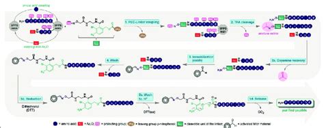 Scheme 1 General Scheme Of The Pec Purification Step 2a Oxyamine