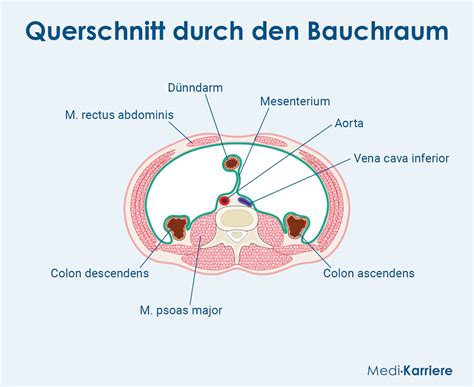 Mesenterium Definition Entwicklung Anatomie