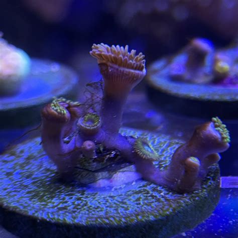 Brown Stringy Algae Help Reef2reef