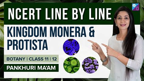 Difference Between Protista And Fungi