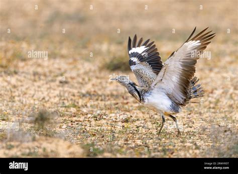 Houbara Bustard Chlamydotis Undulata Threating Behaviour Of A Male Jamping Ans Flapping