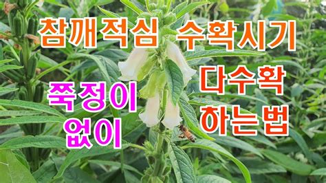 🌱 참깨 수확 전 꼭 해야 할 일 참깨 순지르기적심 및 수확시기 Youtube