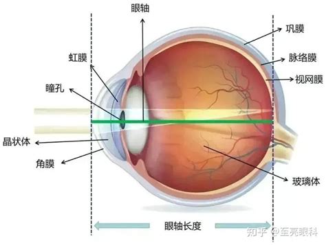不同年龄儿童眼轴的正常值和生理性进展量的标准是怎么样的？ 知乎