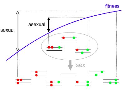 Consider The Figure Below On The Right Discussed In Chegg Com