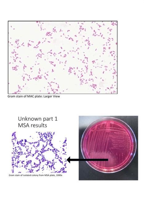 Solved Biol 260 Unknowns Lab Part 1 Data Unknown Sample