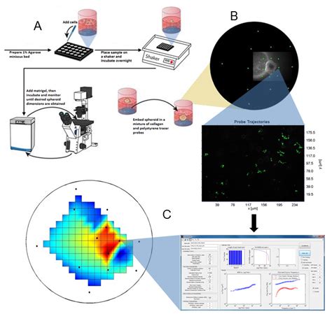 Longitudinal Measurement Of Extracellular Matrix Rigidity In 3d Tumor Models Using Particle