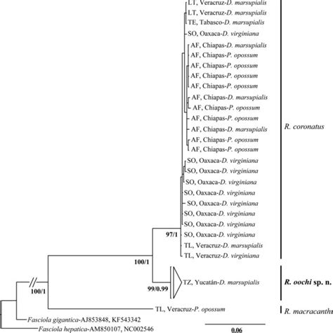 Tree Inferred With The Concatenated Data Set Its1 58s Its2 Cox1