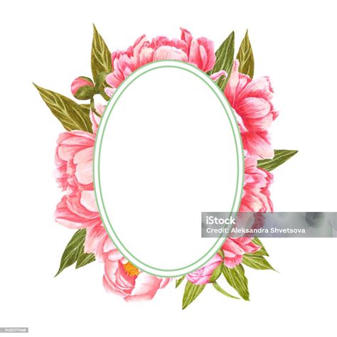 손으로 그린 수채화 분홍색과 붉은 모란 꽃 프레임은 흰색 배경에 녹색 잎과 새싹이 있습니다 스크랩북 디자인 청첩장 라벨 배너 엽서 0명에 대한 스톡 벡터 아트 및 기타