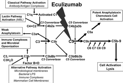 Full Article Paroxysmal Nocturnal Hemoglobinuria Pathophysiology