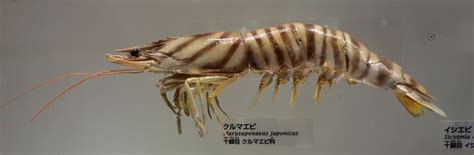 ملف Marsupenaeus Japonicus National Museum Of Nature And Science