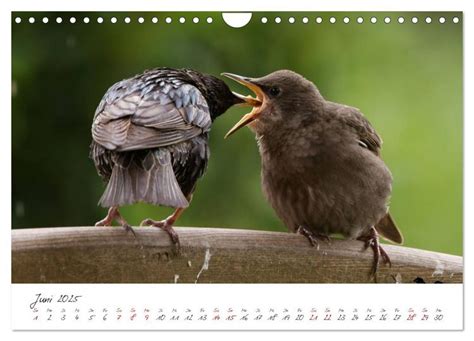 Der Star Unter Den Vögeln Fotografiert Von Ostfriesenfotografie