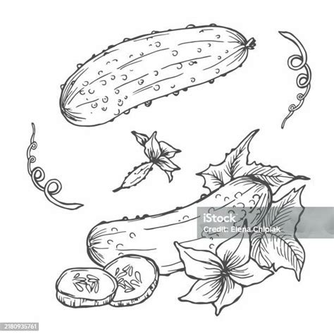 흑인과 백인 윤곽선은 오이와 함께 설정되어 있습니다 오이 오이 조각 꽃 잎 흰색 절연 단색 윤곽선 건강한 식생활에 대한 스톡 벡터 아트 및 기타 이미지 Istock