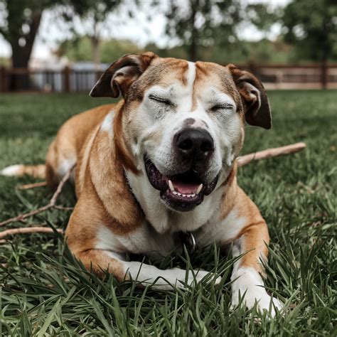 The Warning Signs Your Dog Has Prostate Cancer