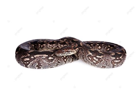 杜梅里爾斯 Dumerils 在白色黃色瀕危蟒蛇上磨碎蟒蛇 照片背景圖桌布圖片免費下載 Pngtree