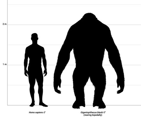 The Leakey Foundation A Giganto Mystery