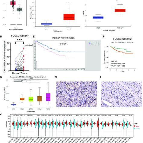 Transporter Associated With Antigen Processing 1 Tap1 Expression Download Scientific Diagram